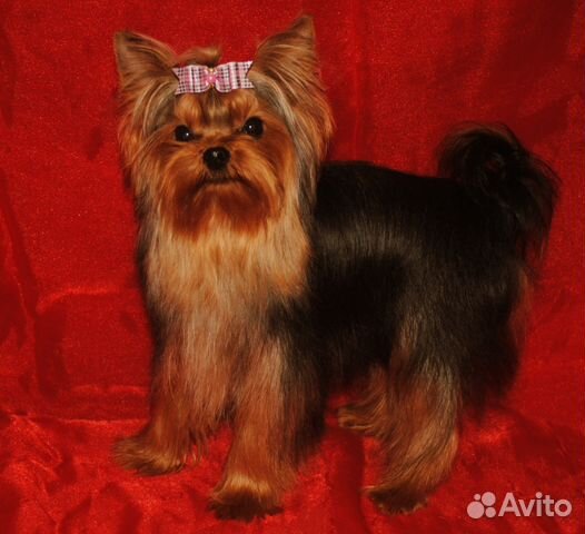 Подрощенные щенки йоркширского терьера