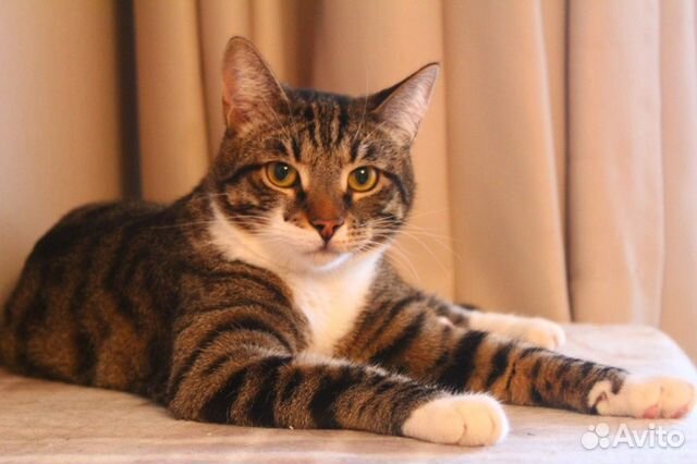 Нежный тигрёнок Тиша ждёт свою семью