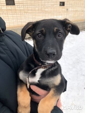 Найда ищет дом