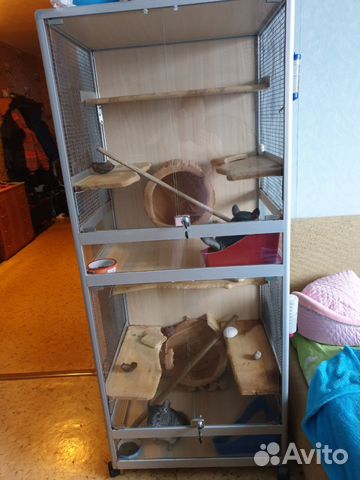 Шиншилла/полный комплект/серый мышонок