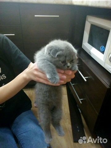 Шотландские мимимишные мишки