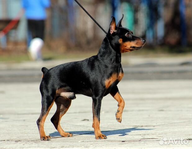 Кобель цвергпинчер предлагается для вязки