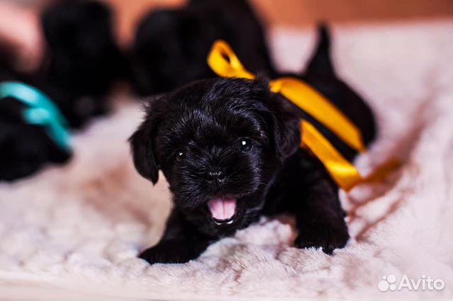 Аффенпинчер