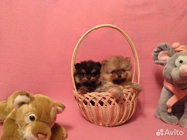 Щенки померанского шпица