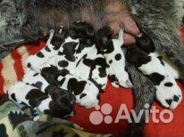 Щенки дратхаара