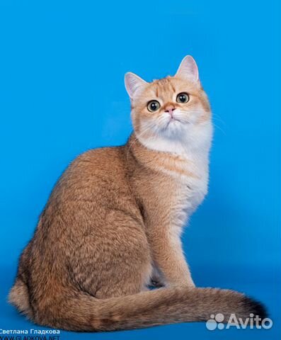 Зеленоглазая британка в добрые руки