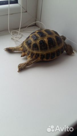 Черепаха в дар