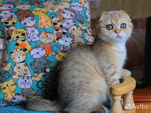 Крошик - золотой горошек