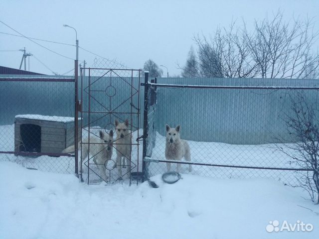 Отдам белую швейцарскую овчарку