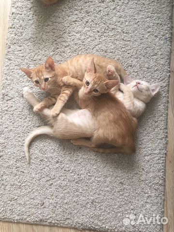 Котёнок рыжик
