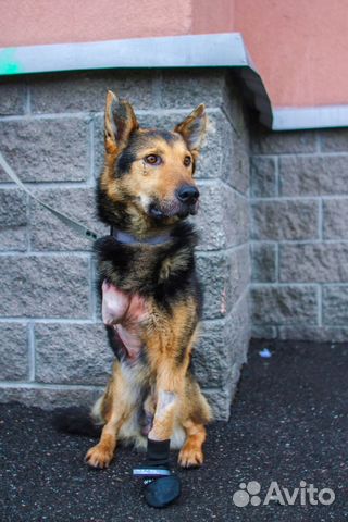 Собака Рик ищет дом