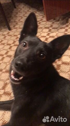 Собачка Чернушка