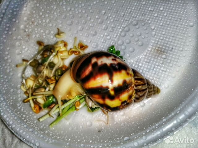 Улитка Ахатина с красивым окрасом