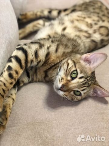 Дорогие бенгальские котята