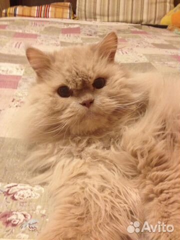 Кошка Дуся в добрые руки