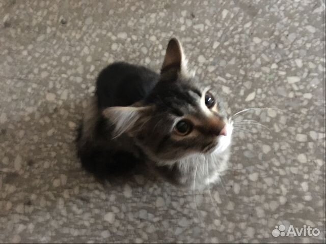 Отдам котика «найденыша»
