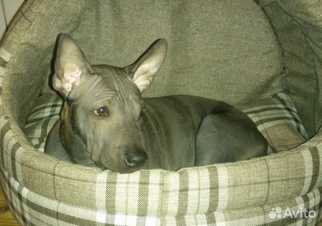 Чёрный обаяшка