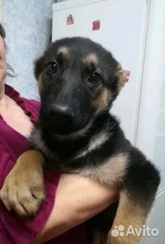 Продам щенков немецкой и европейской овчарок