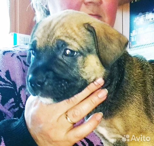 Ка де бо(мальчик)