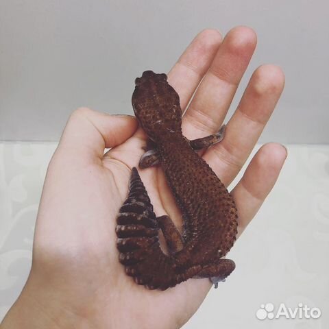 Самец гемитеконикса морфы Patternless. 2 года