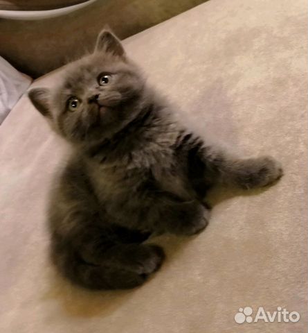 Шотландские котики