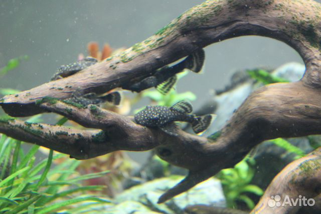 Мальки анциструса (сомик-присоска)