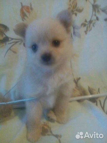 Девчулька лапотулька