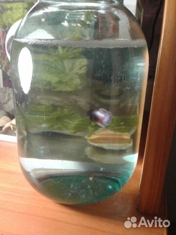 Отдам аквариумную рыбку петушка