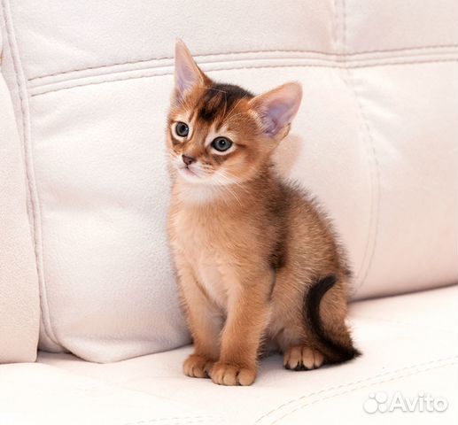 Абиссинские котята