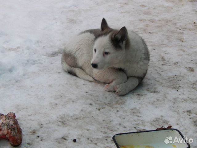Щенок западносибирской лайки кабель