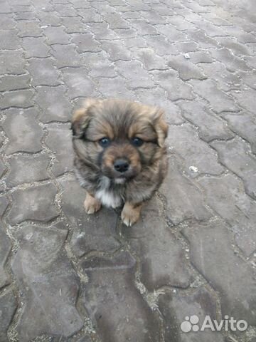 Продам щенка помесь кавказца