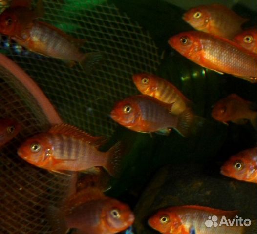 Лабидохромис Кимпума ред