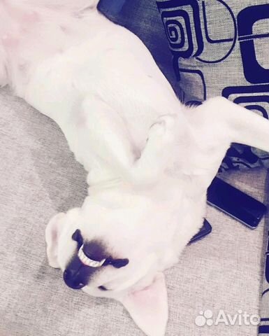 Собака Лабрадор Ретривер