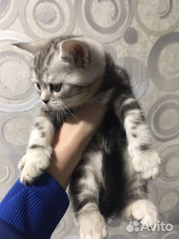 Котенок шотландский редкий окрас