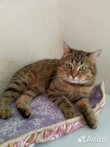 Феня ищет дом)