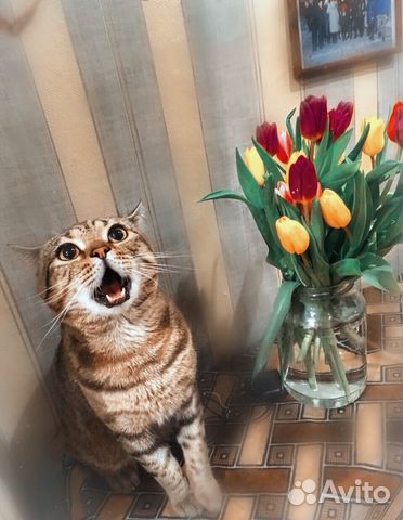 Кот на вязку