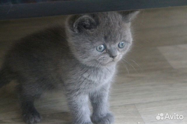 Британские котята ищут свои семьи