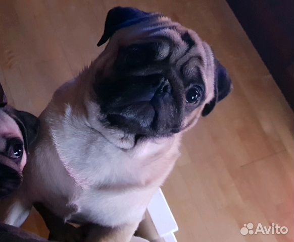 Мопс мальчик 2 года