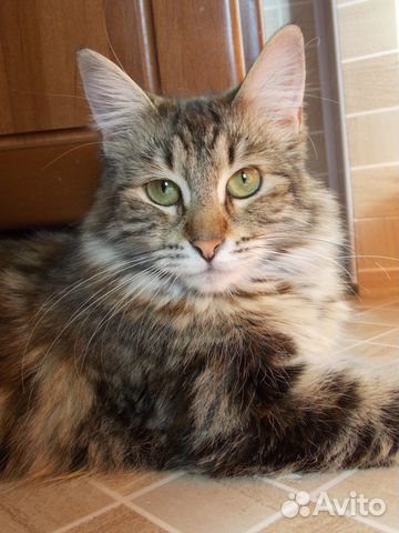 Миледи, метис норвежской лесной кошки