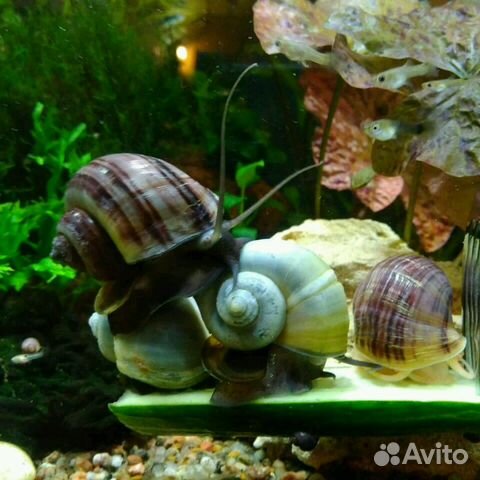 Улитка ампулярии пулярии. Жемчуг черника розовая г