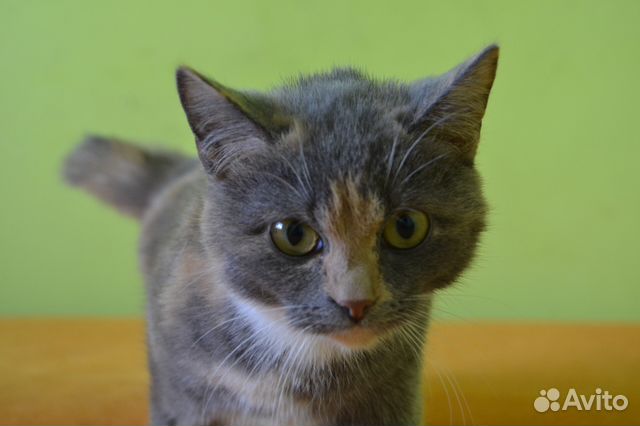 Кошечка в добрые руки