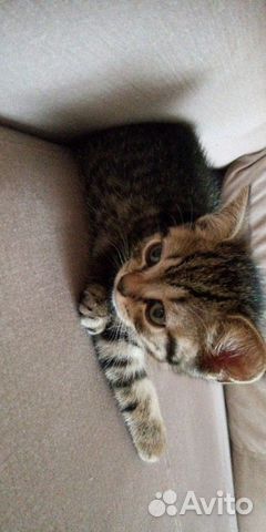 Кошки шотландские чистокровные