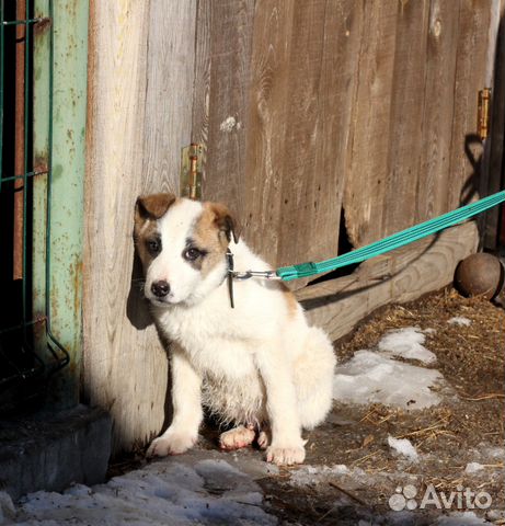 Щенок Штирлиц-милый шпион ищет дом