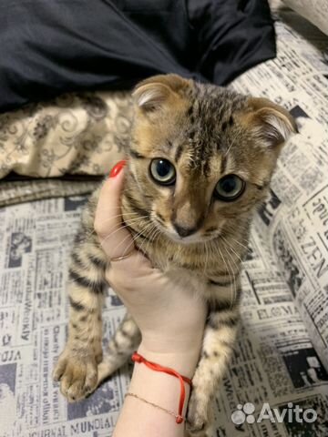 Котёнок бенгальченок