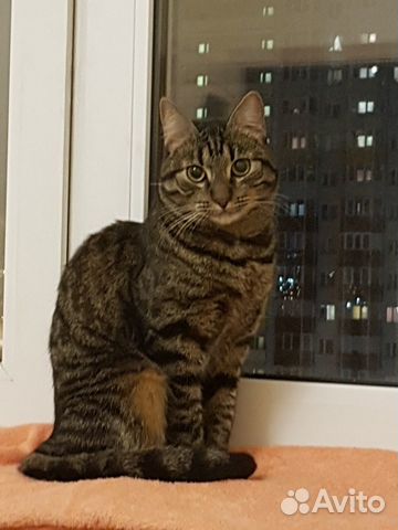 Кот в добрые руки