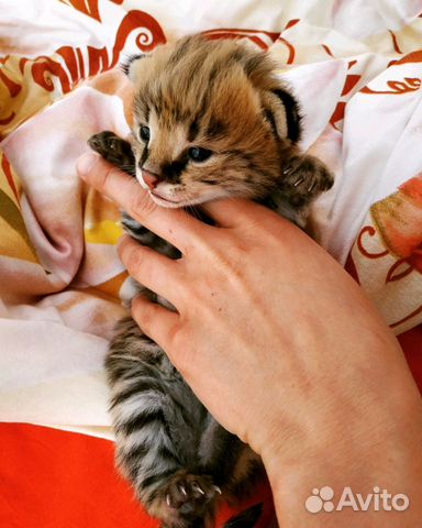 Сервалы котята