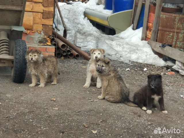 Щенки в добрые руки