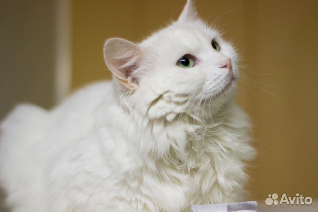 Кошечка Саяна ищет дом