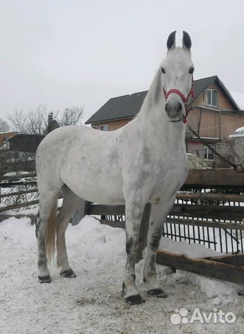 Породистые лошади