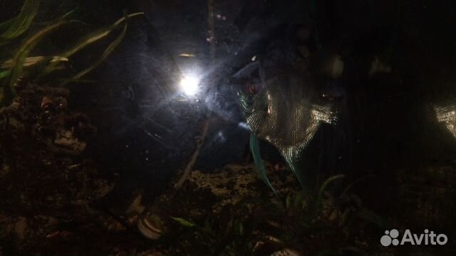 Скалярии отдам даром